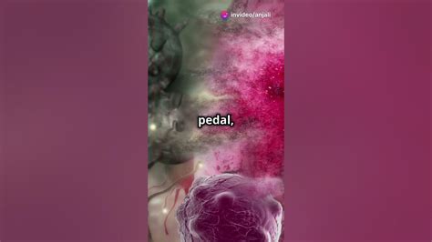 What Are Oncogenes Youtube