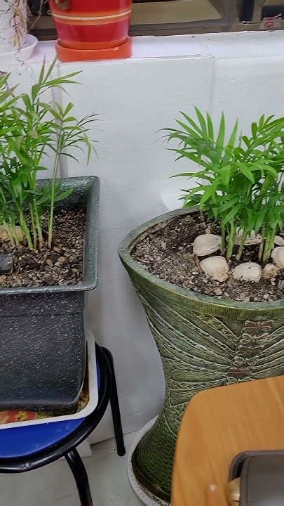 실내에서 잘 자라는 공기정화식물 실내정원 실내식물 공기정화식물 공기정화 공기정화식물추천 Youtube