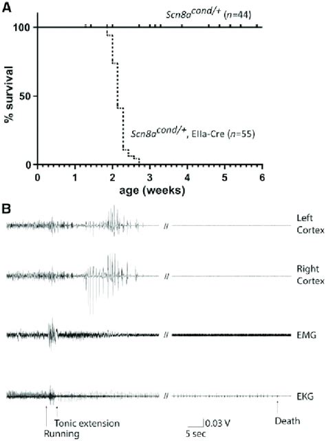 Phenotypic Effects Of Activation Of The Conditional Allele By Download Scientific Diagram