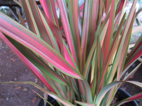 Phormium Jester Native Sons Wholesale Nursery