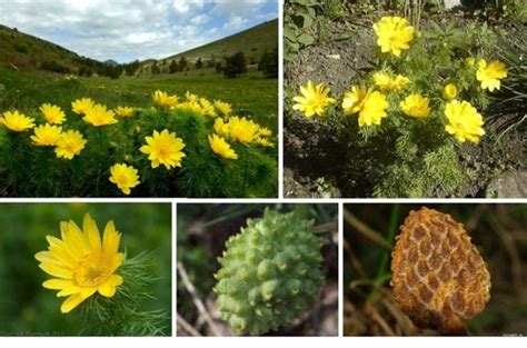 Poisonous Plants 2 Producing Cardiac Glycosides Flashcards Quizlet