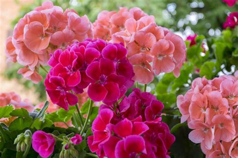 Geraniums In The Language Of Flowers Meanings Myths And More Petal