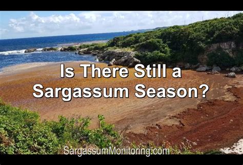 Is There Still A Sargassum Season Sargassum Monitoring