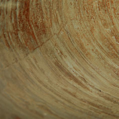 Genuine Fossilized Sea Scallop 220 Grams — Astro Gallery Of Gems