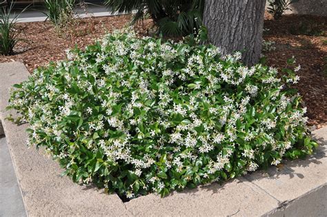 Star Jasmine Fragrant Climber With White Flowers Nursery Warehouse
