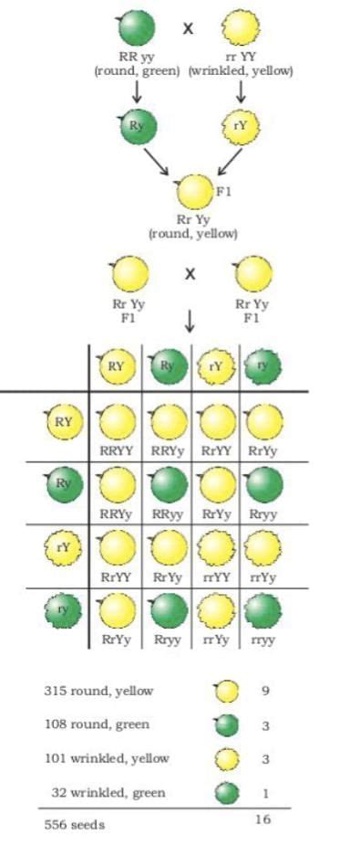 Cheat Sheet Heredity Science Class 10 Pdf Download
