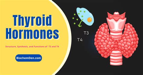 Thyroid Hormones Structure Secretions And Functions