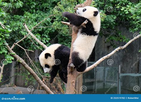 Pandas Hanging On Tree Trunk In Chengdu Research Base Of Giant Panda Editorial Photography
