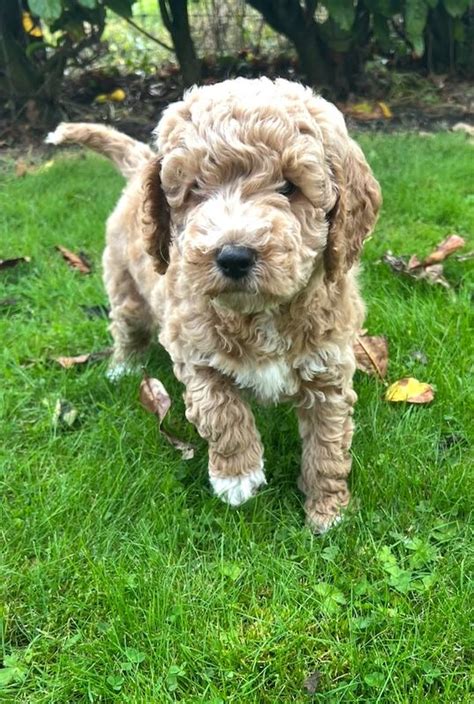 Cockapoo Puppies For Sale Under £500 Cockapoo Owners