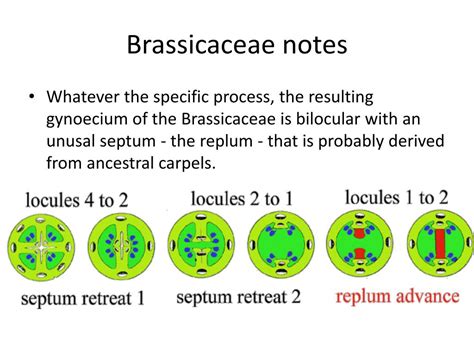 Ppt Brassicaceae Or Cruciferae Powerpoint Presentation Free Download Id 1939852