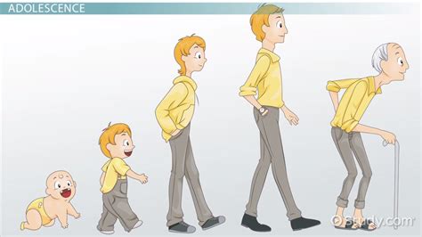 Stages Of Adolescence — University Of Helsinki Devx