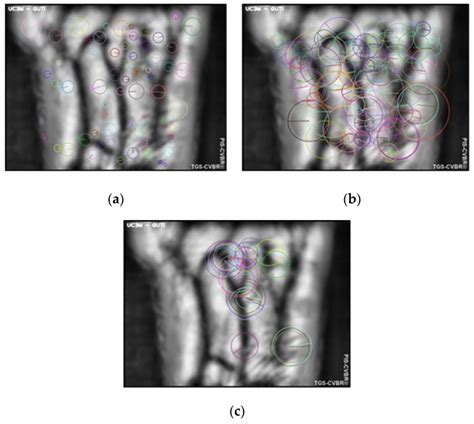 Wrist Vascular Biometric Recognition Using A Portable Contactless