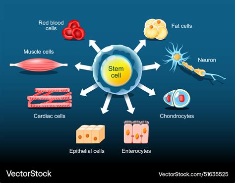 Stem Cells Differentiation Royalty Free Vector Image