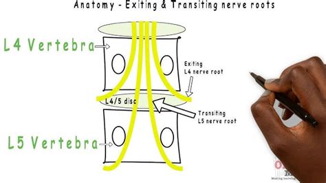 Lumbosacral Spine Nerve Roots