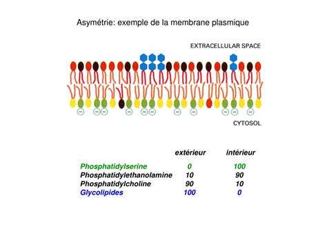 Ppt Les Membranes Biologiques Membrane Plasmique Et Membranes