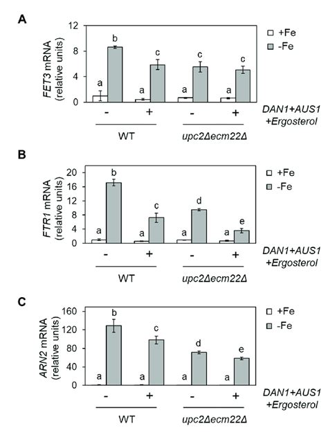 Supplementation With Ergosterol Decreases The Iron Regulon Activation