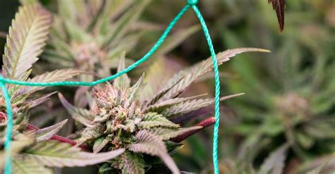 How To Grow Cannabis At Home Everything You Need To Know Rxleaf