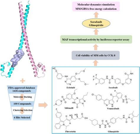 利用基于分子对接的虚拟筛选、分子动力学模拟和生物学评价发现小分子 C Maf 抑制剂 Chemical Biology And Drug Design X Mol