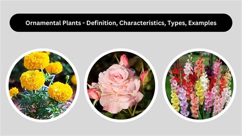 Ornamental Plants Examples 40 Best Summer Flowers For A Beautiful