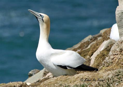 Northern Gannet Courtship On The Rock Various Bird Species