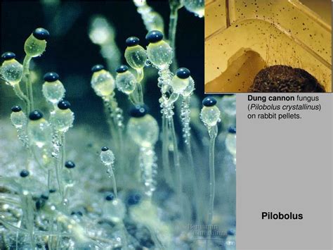 Ppt Fungi Chapter 31 Powerpoint Presentation Free Download Id