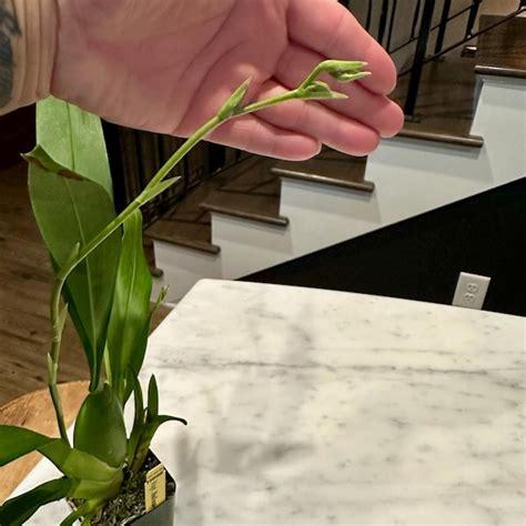 Dendrobium Chrysopterum Blooming Size Dendrobium Orchid Species Etsy