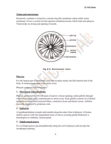 Digestive System Of Amphioxusppt