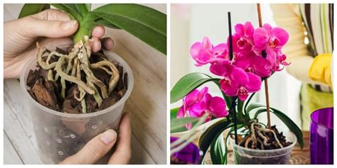 Простий спосіб змусити цвісти орхідеї