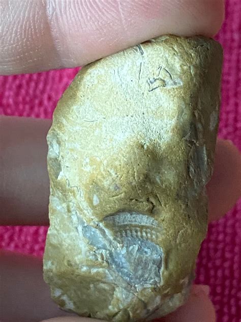 I Found This In Algarve And I Dont Know What Fossil Is This But I Do