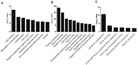 Representative Functional Groups Enriched In Differentially Expressed