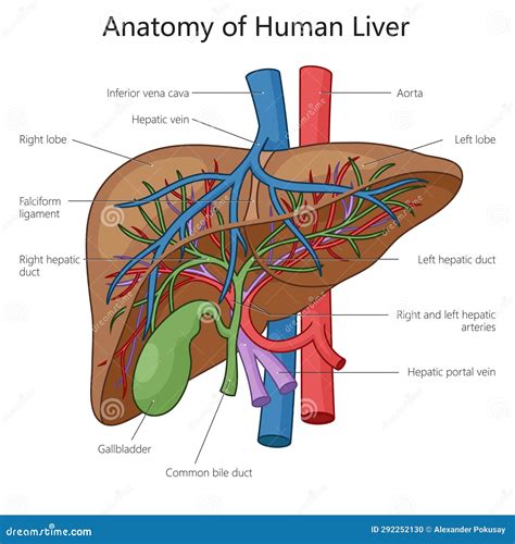Human Liver Anatomy Structure Diagram Science Vector Illustration