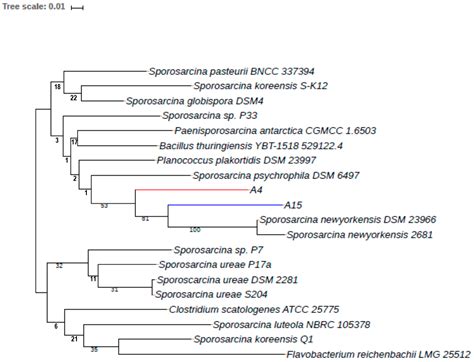 Phenotypic Characterization And Draft Genome Sequence Analyses Of Two