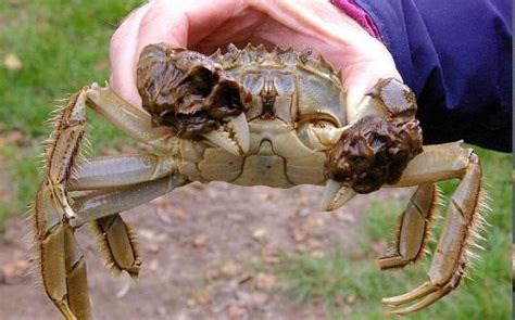 Hải Dương Cà Ra Vào Vụ Giá Tăng Cao Tạp Chí Thủy Sản Việt Nam