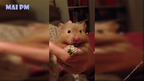 Faces Of Anal Compilation Hd Telegraph