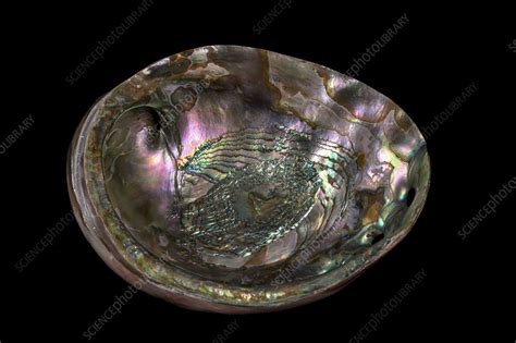 Abalone Shell Stock Image C045 9494 Science Photo Library