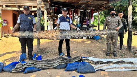 Thai Authorities Seize Illegal Python Skins And Carcasses In Phichit
