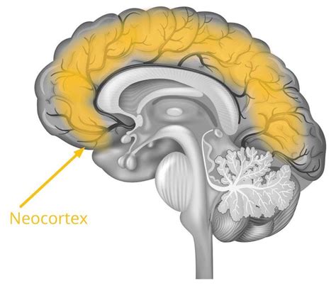 Machine Learning In Brain Hacker Noon
