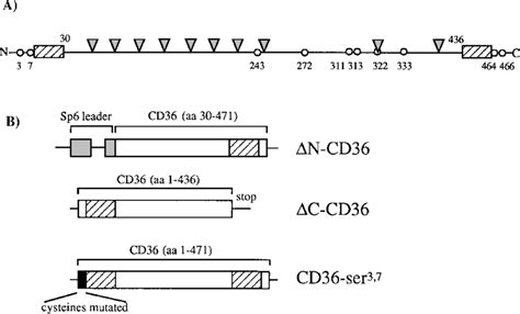 Structure Of Cd36 And Mutant Constructs A Schematic Linear Download Scientific Diagram