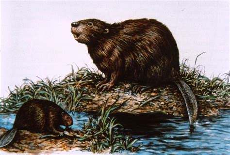 Rock Art Blog Tsagaglalal Castorides The Giant Beaver In Rock Art