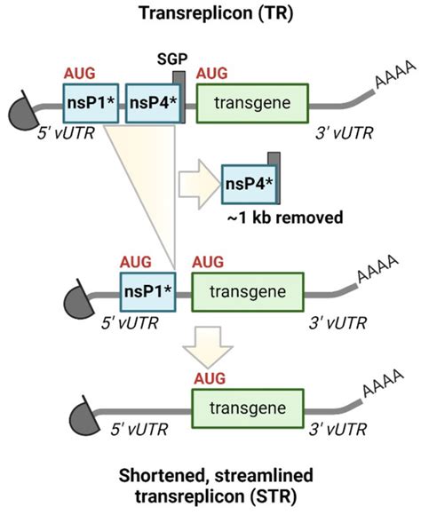 Viruses Special Issue Self Replicating Rna Viruses
