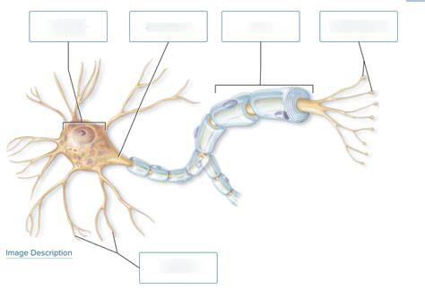 Lab Quiz 1 Diagram Quizlet