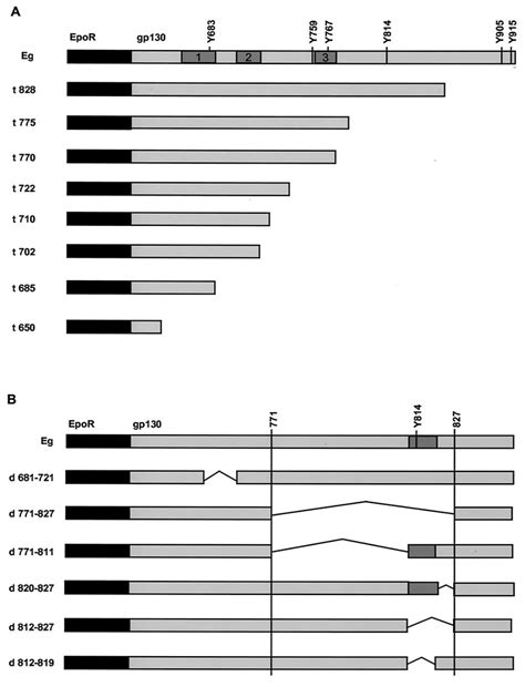 Schematic Overview Of Gp130 Truncation And Deletion Mutants Several