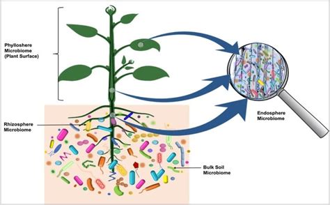 La Microbiota De Las Hojas Y Superficies Vegetales Arvensis Agro