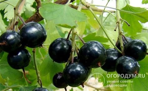 Посадка смородины весной в открытый грунт: пошаговая инструкция, схема ...