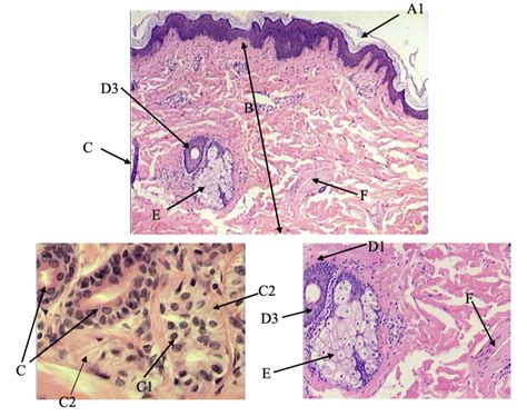 Epithelia Connective Tissue Integument Lab Slide 2 Diagram Quizlet