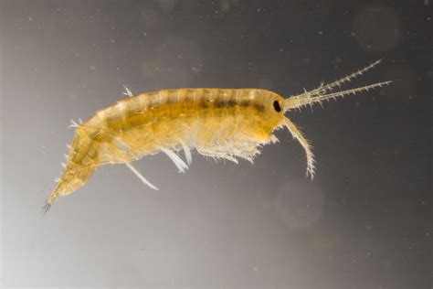 Gammarus | The Microscopic Life of Shetland Lochs