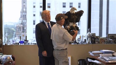 A Bald Eagle Attacks Donald Trump Reaction S