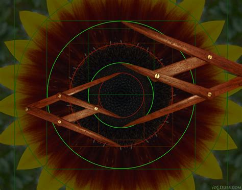 The Divine Proportion Golden Phinomena Of Nature