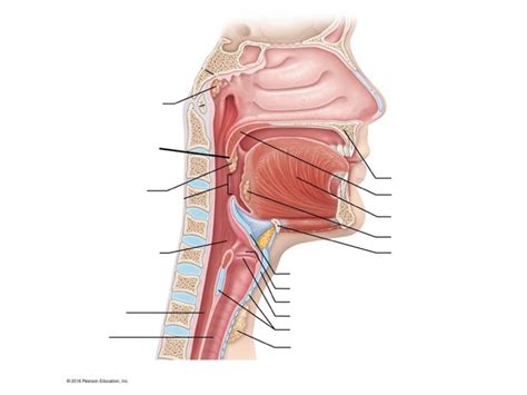 Pharynx And Larynx Diagram Quizlet