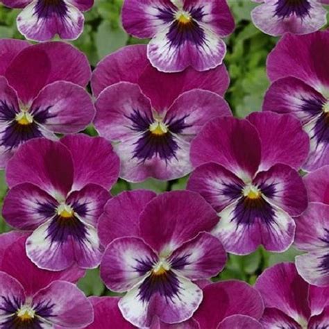 Viooltje Twix Raspberry Bol